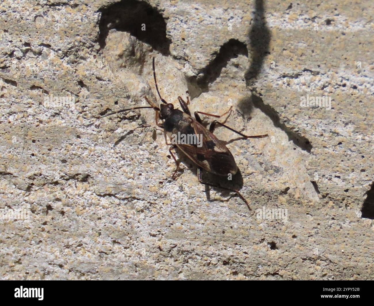 bright-spotted groundbug (Rhyparochromus vulgaris Stock Photo - Alamy