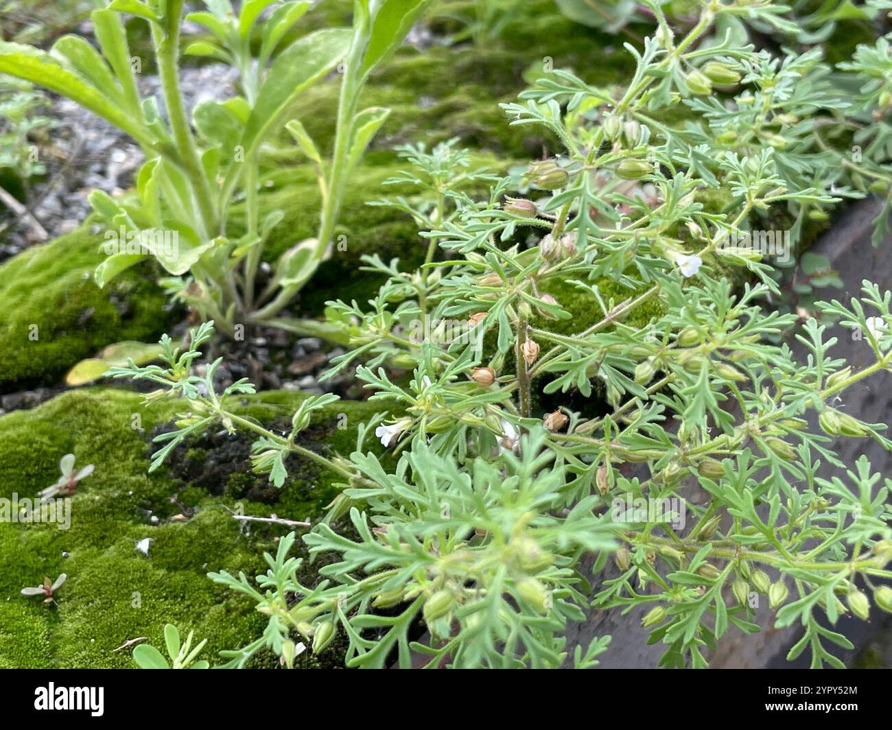 Obi-Wan conobeas (Leucospora Stock Photo - Alamy