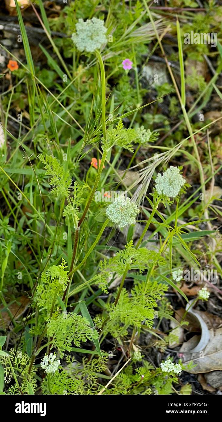 American wild carrot (Daucus pusillus Stock Photo - Alamy