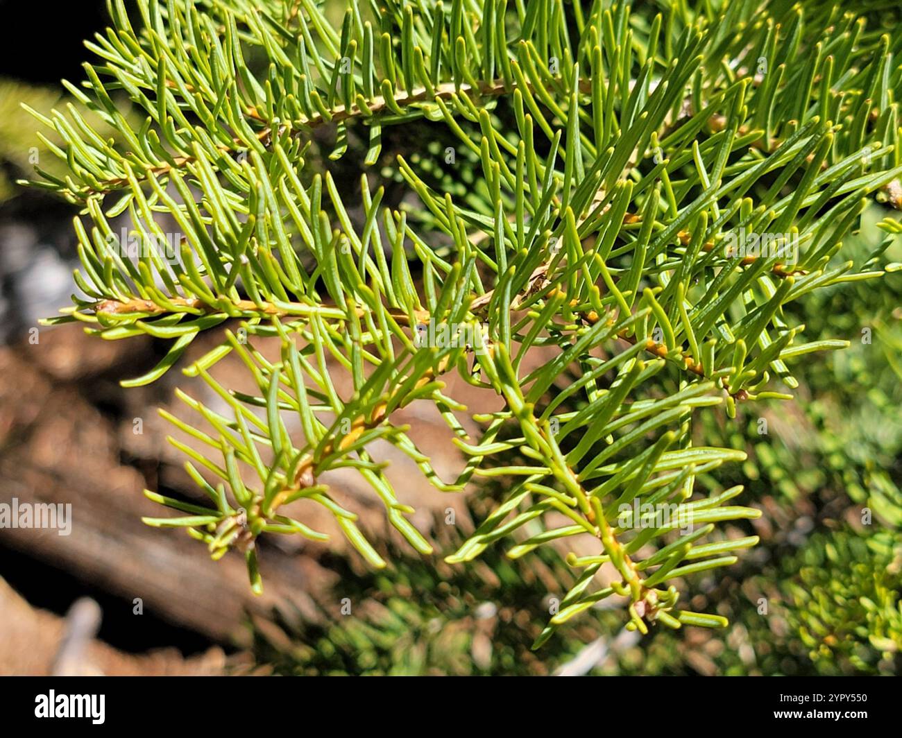 white fir (Abies concolor Stock Photo - Alamy