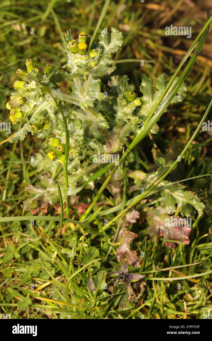 common groundsel (Senecio vulgaris Stock Photo - Alamy