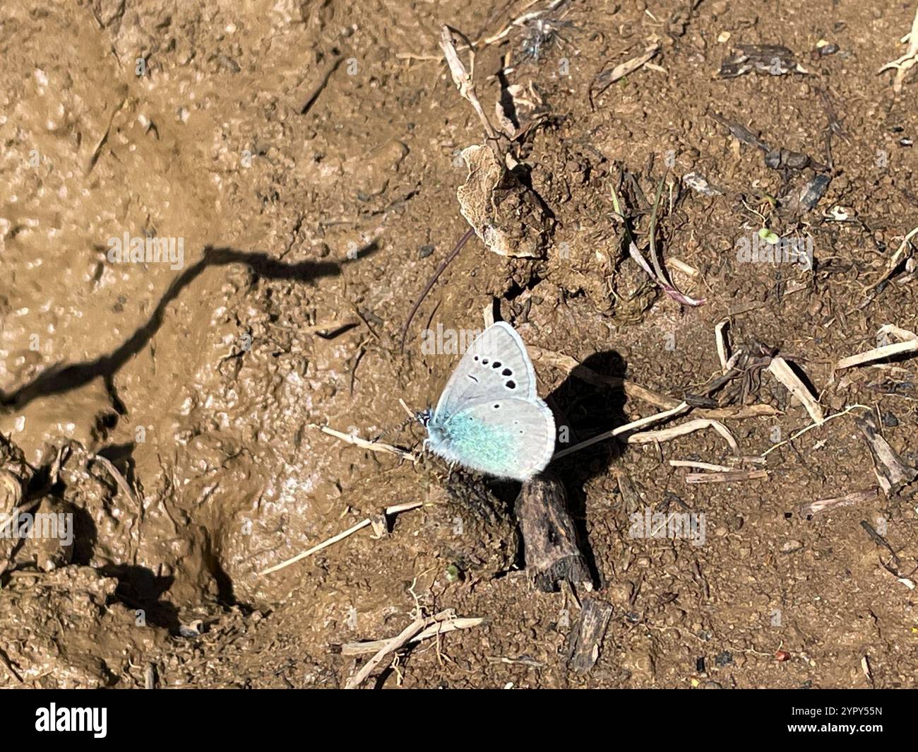 Green-underside Blue (Glaucopsyche alexis Stock Photo - Alamy