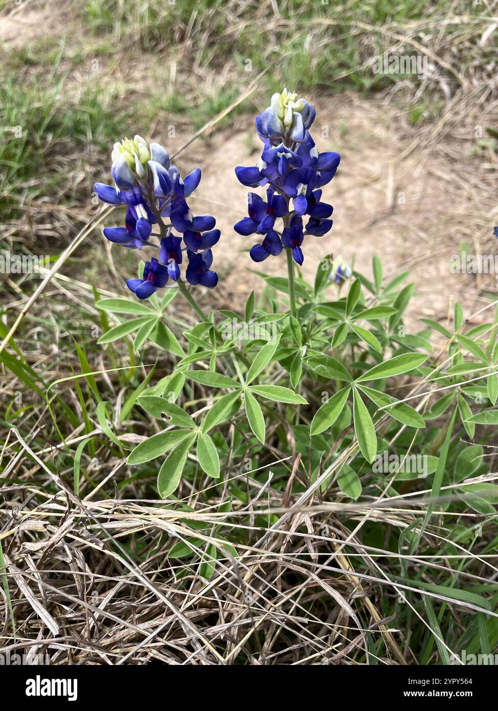 Texas bluebonnet (Lupinus texensis Stock Photo - Alamy