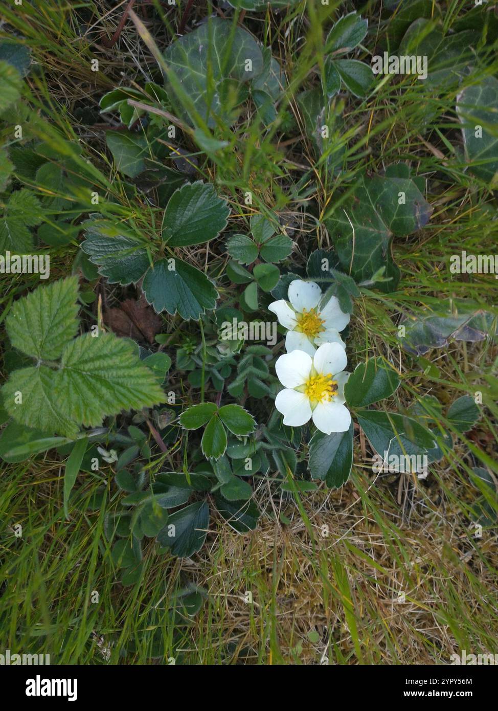 beach strawberry (Fragaria chiloensis Stock Photo - Alamy