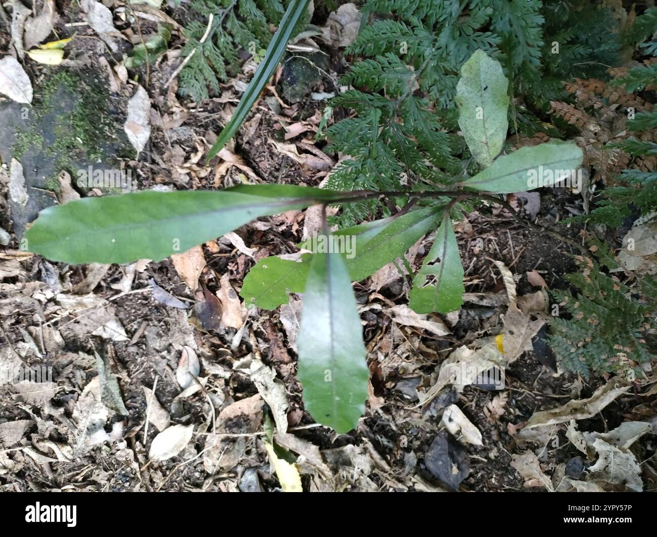 Pigeonwood (Hedycarya arborea Stock Photo - Alamy