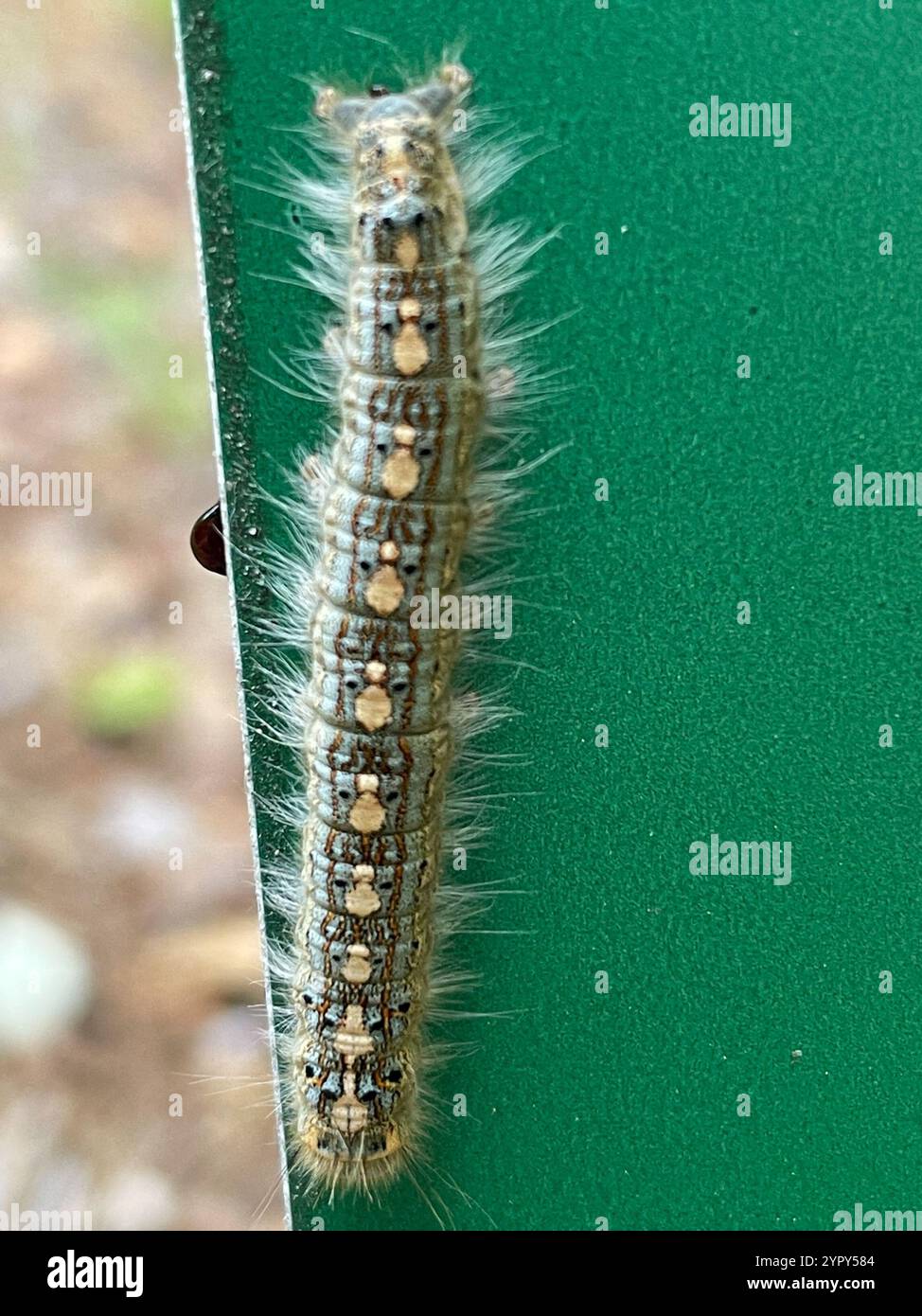 Forest Tent Caterpillar Moth (Malacosoma disstria Stock Photo - Alamy