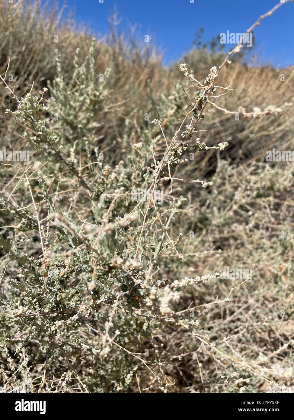 Cattle Saltbush (Atriplex polycarpa Stock Photo - Alamy