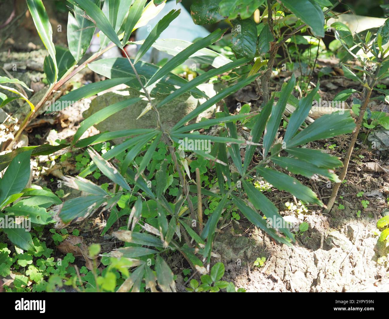 Arenga Palm (Arenga engleri Stock Photo - Alamy