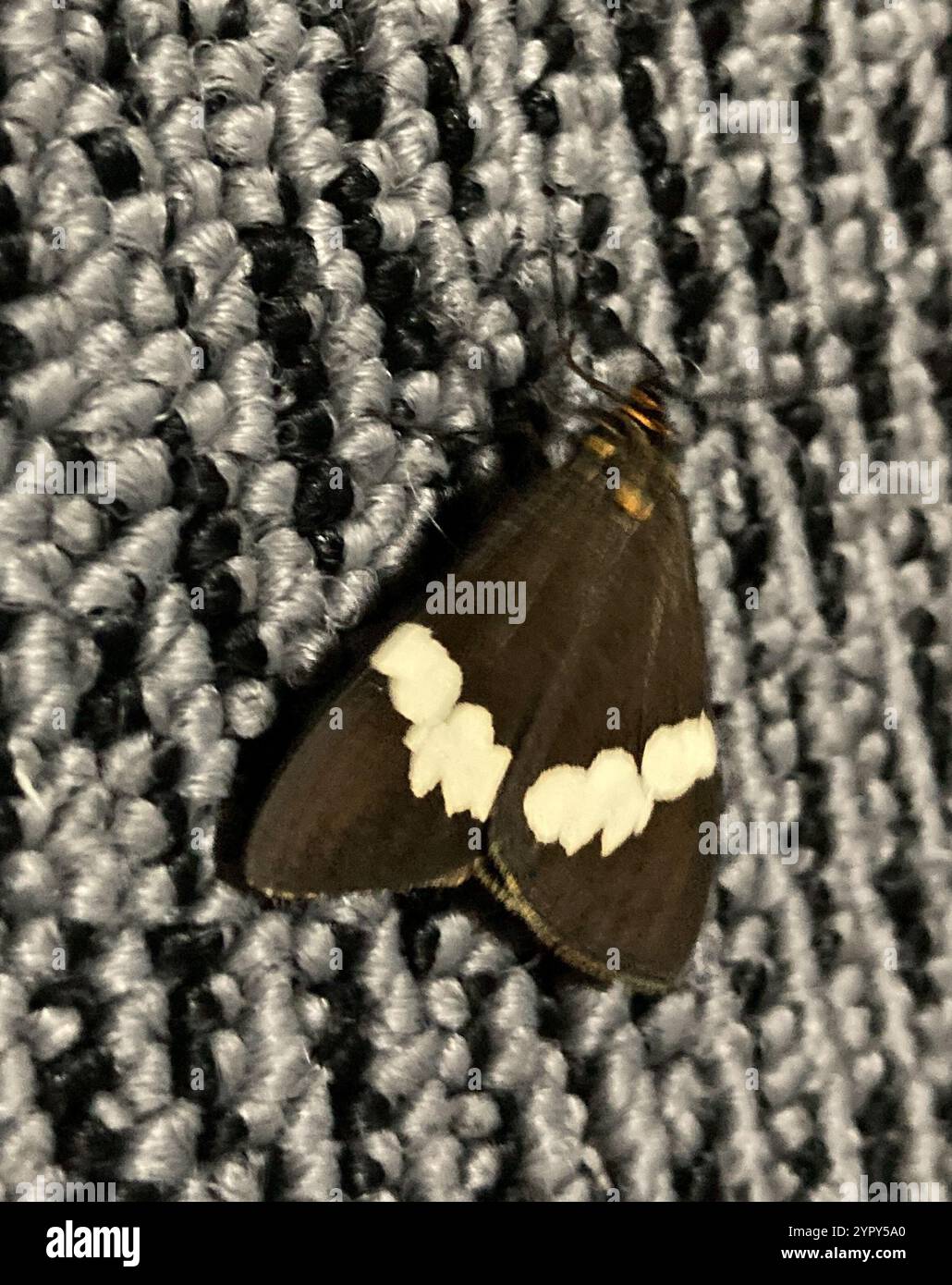 Australian magpie moth hi-res stock photography and images - Alamy