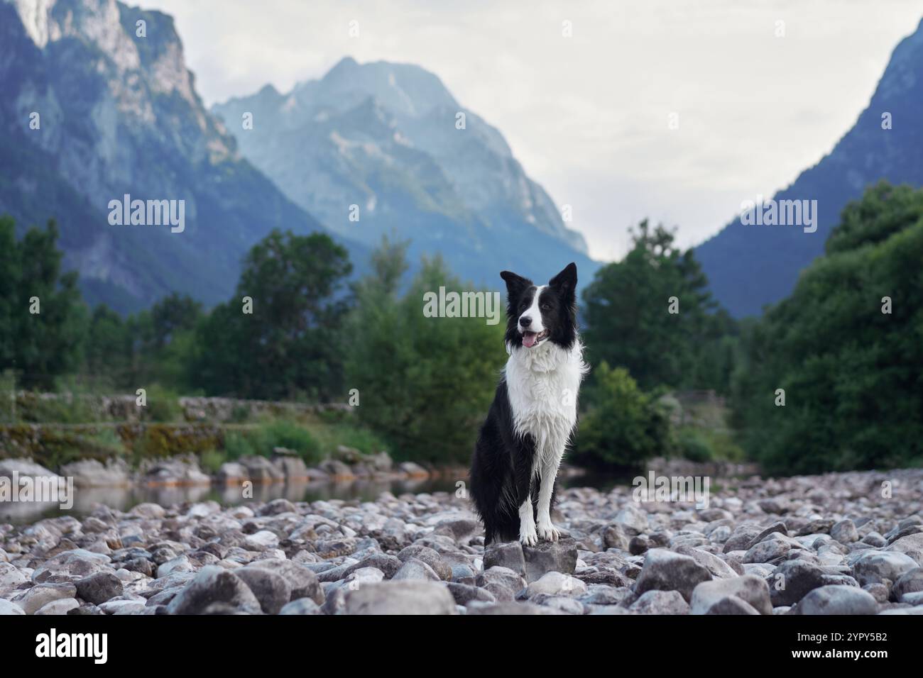 A Border Collie stands on a rocky riverbed in a mountain valley ...