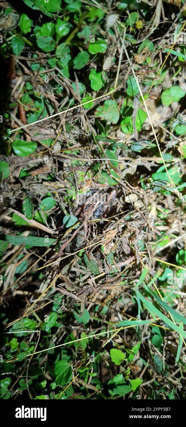 Striped Rocket Frog (Litoria nasuta Stock Photo - Alamy