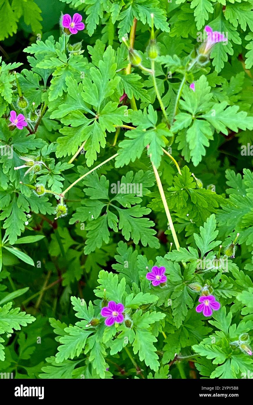 Little-Robin (Geranium purpureum Stock Photo - Alamy