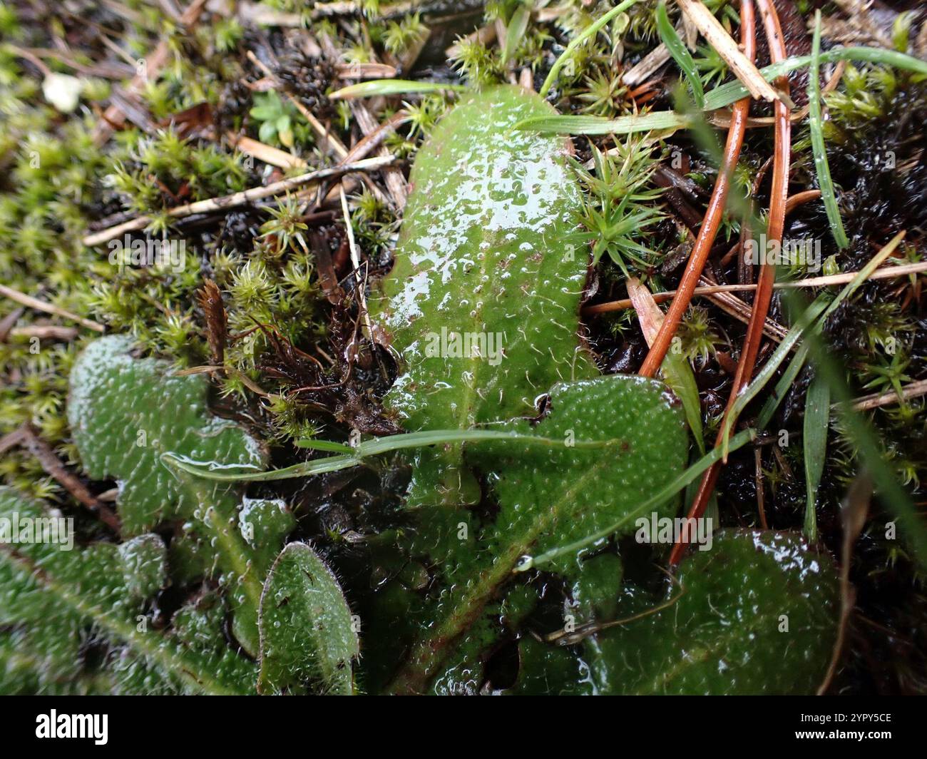 Common Cat's-ear (Hypochaeris radicata Stock Photo - Alamy