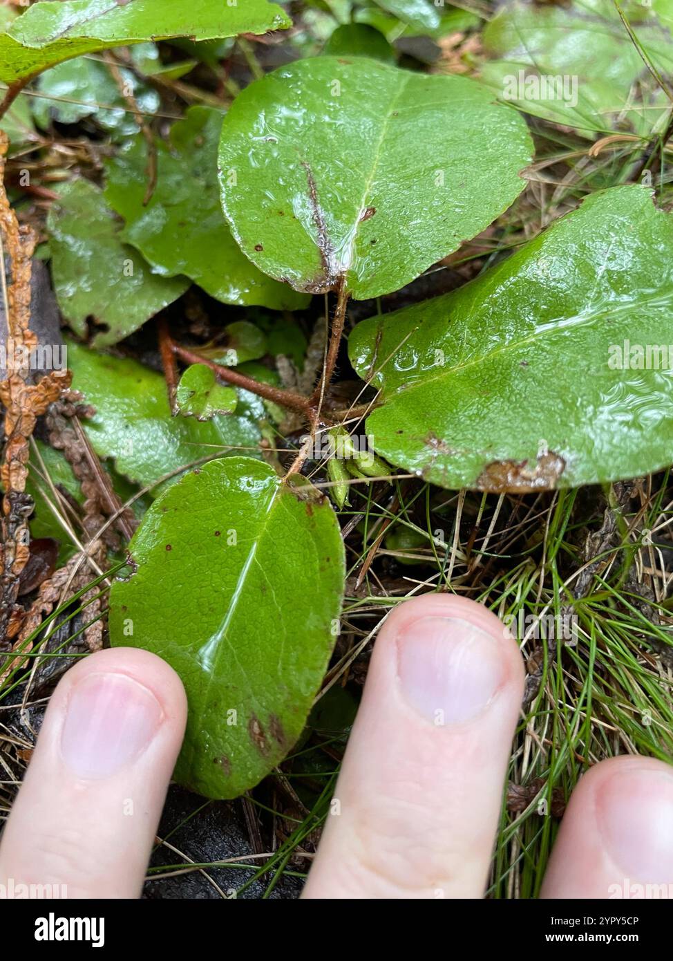 trailing arbutus (Epigaea repens Stock Photo - Alamy