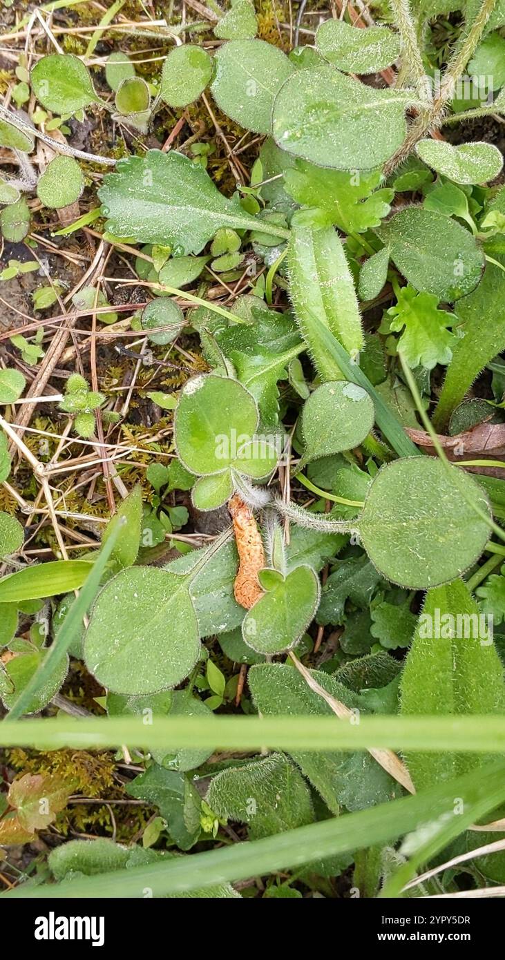 lobed coreopsis (Coreopsis auriculata Stock Photo - Alamy