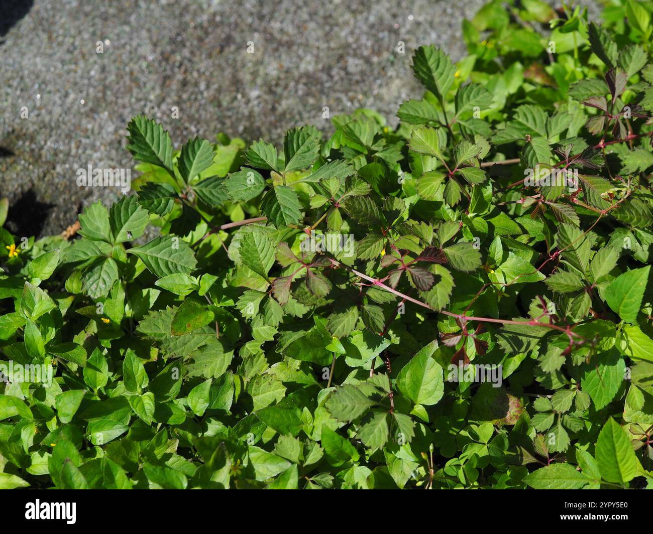 Bushkiller (Causonis japonica Stock Photo - Alamy