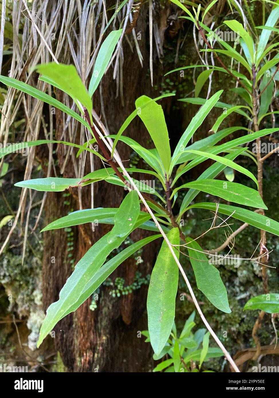 Kirk's tree daisy (Brachyglottis kirkii Stock Photo - Alamy