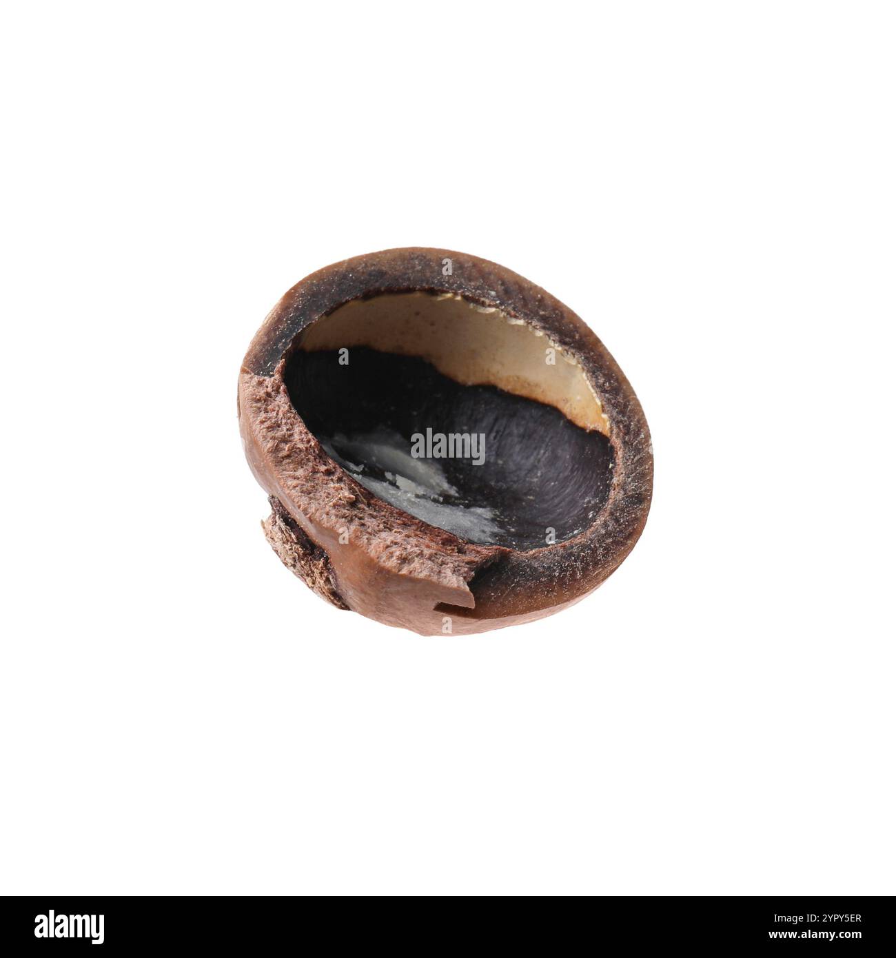 Part of macadamia nut shell isolated on white Stock Photo - Alamy