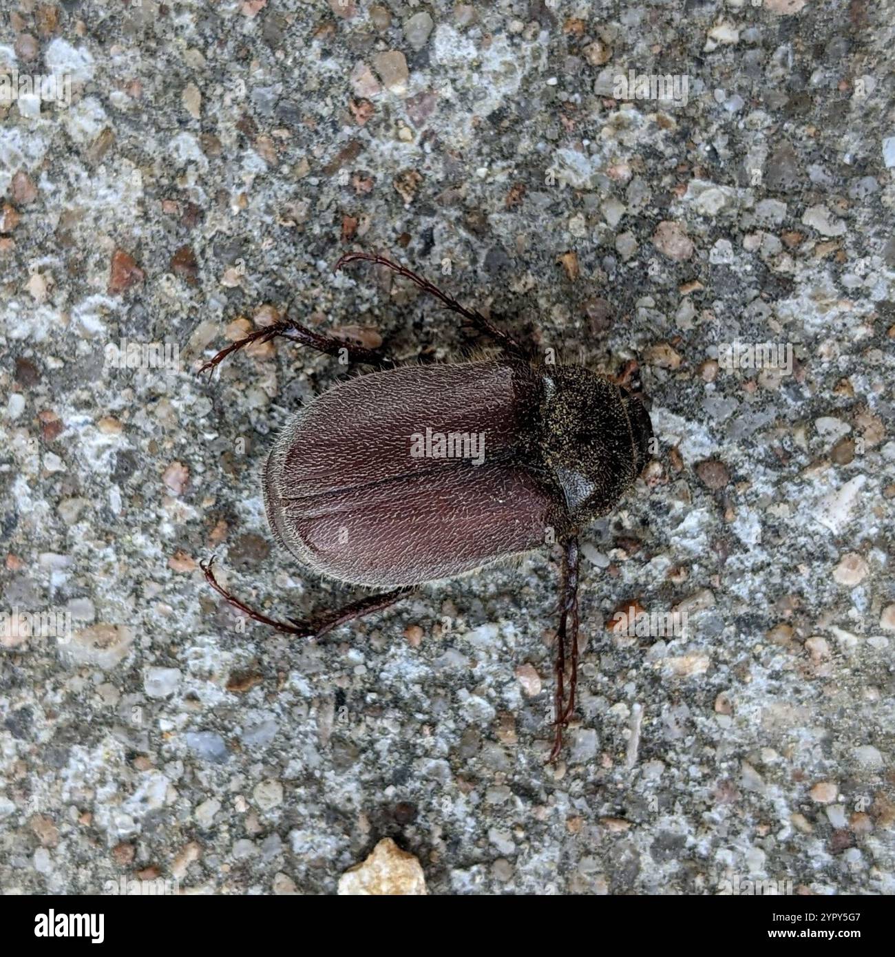 June Beetles (Melolonthinae Stock Photo - Alamy