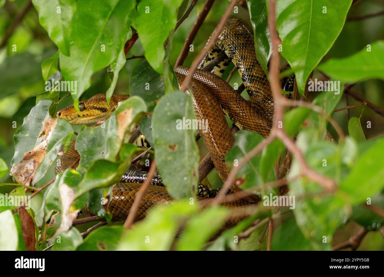 Dormilona (Corallus ruschenbergerii Stock Photo - Alamy
