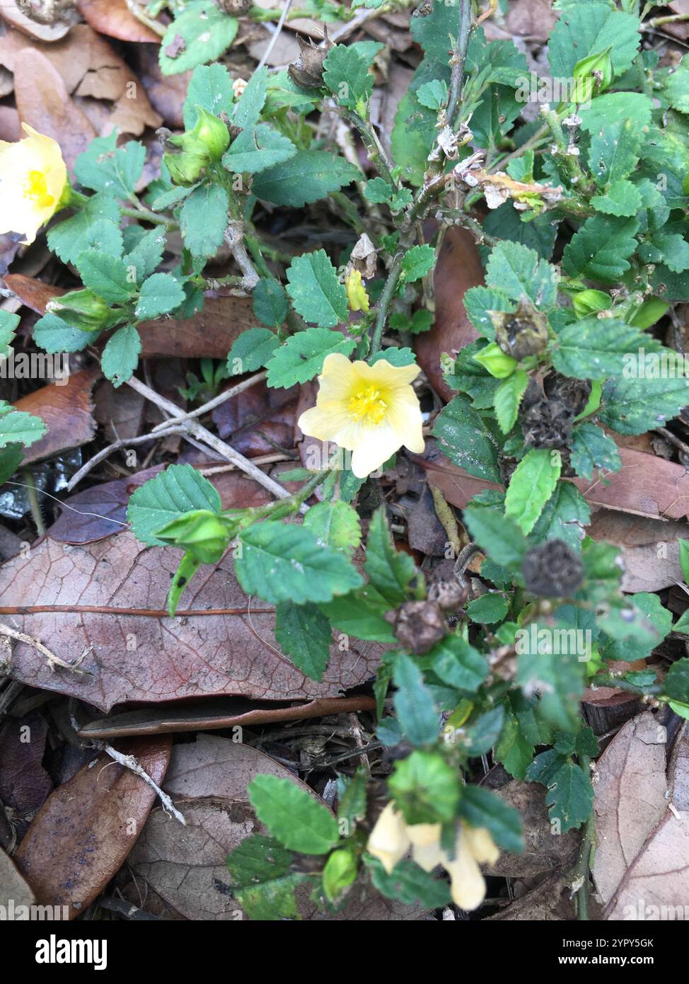 Common Fanpetals (Sida ulmifolia Stock Photo - Alamy