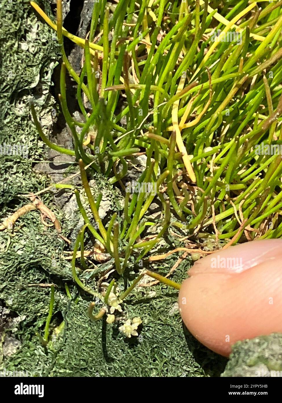 Lilaeopsis hi-res stock photography and images - Alamy