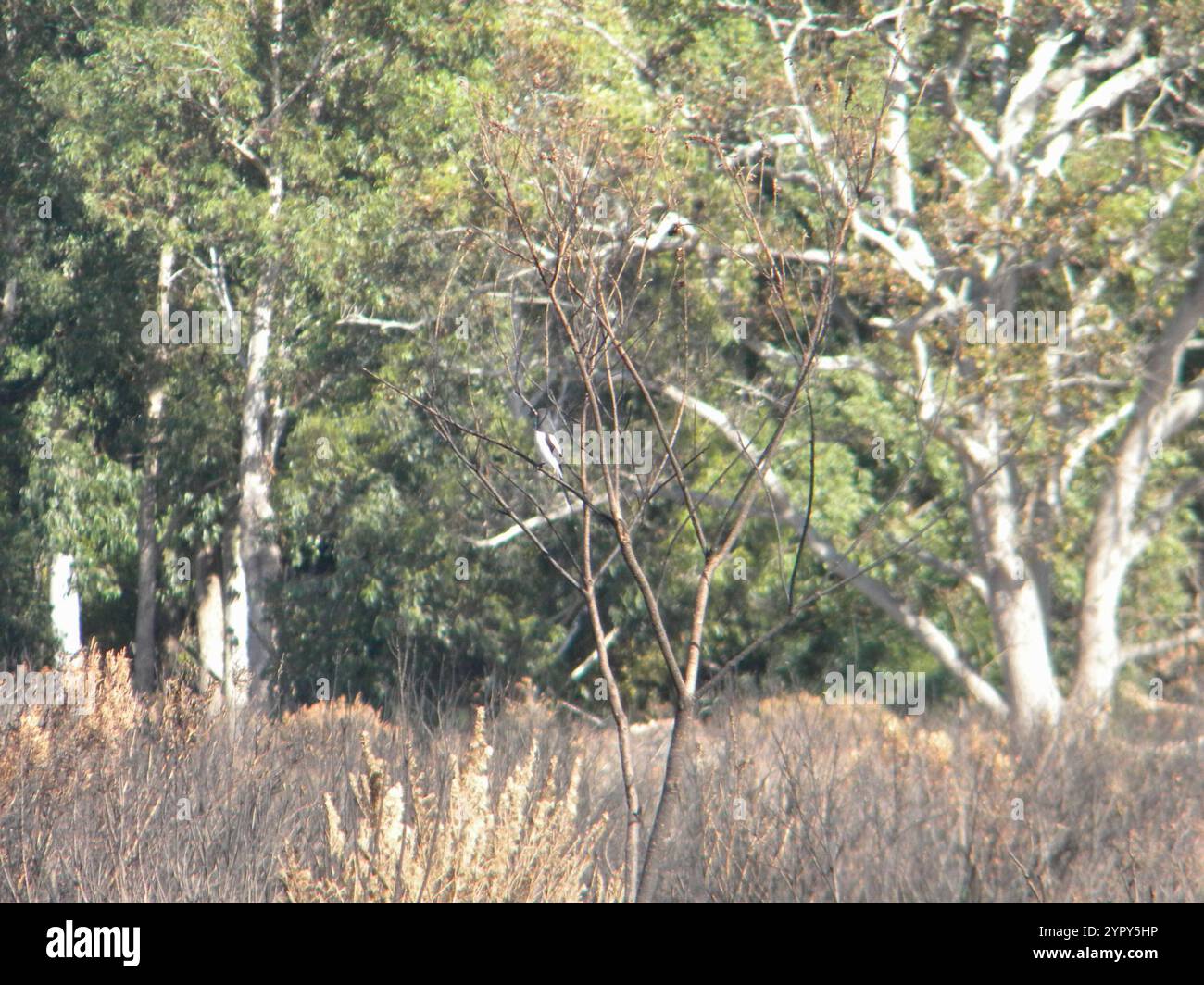 Cape Southern Fiscal (Lanius collaris collaris Stock Photo - Alamy