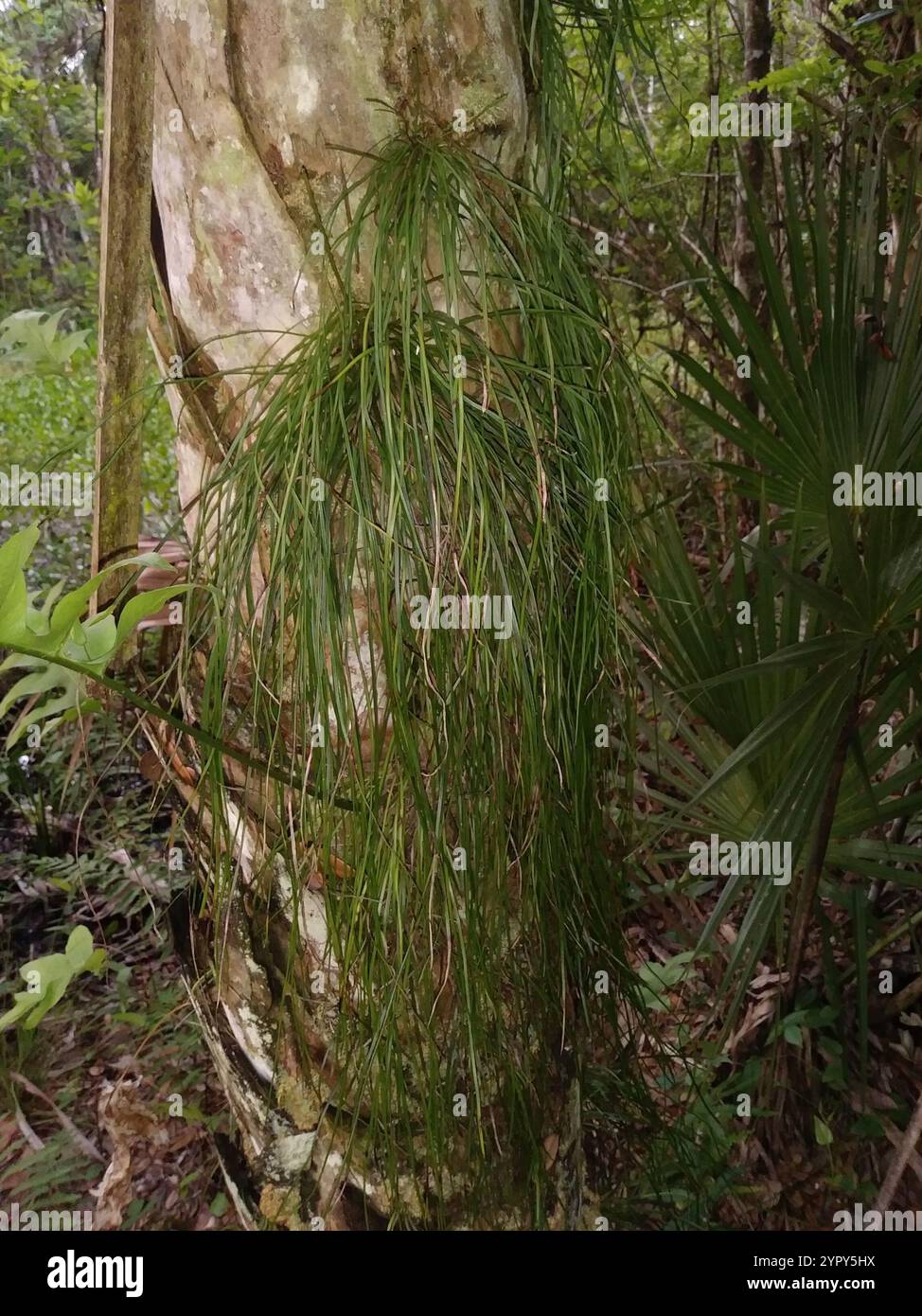 Shoestring Fern (Vittaria lineata Stock Photo - Alamy