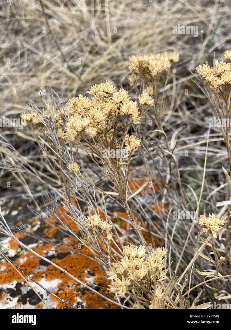 Broom Snakeweed (Gutierrezia sarothrae Stock Photo - Alamy