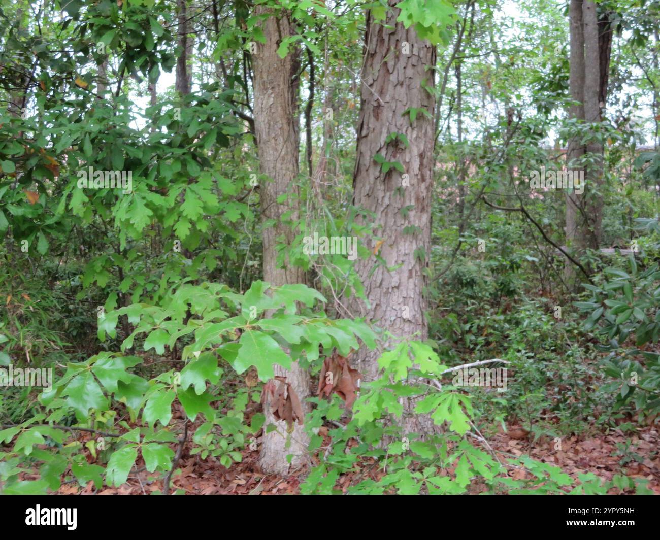 white oak (Quercus alba Stock Photo - Alamy
