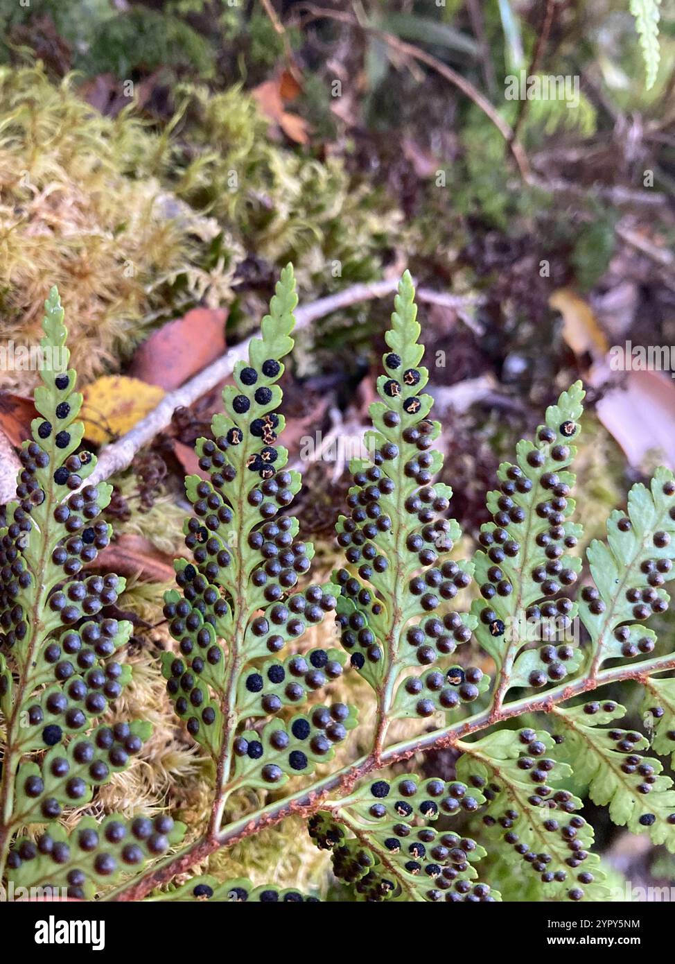 leatherleaf fern (Rumohra adiantiformis Stock Photo - Alamy
