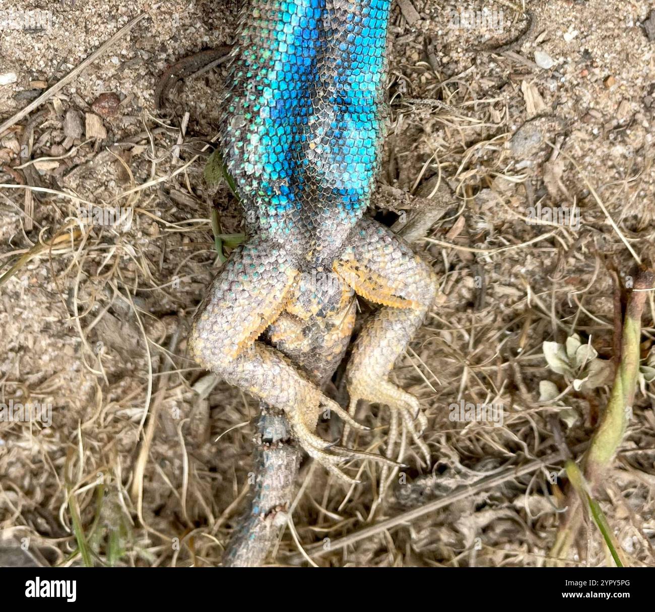Coast Range Fence Lizard (Sceloporus occidentalis bocourtii Stock Photo ...