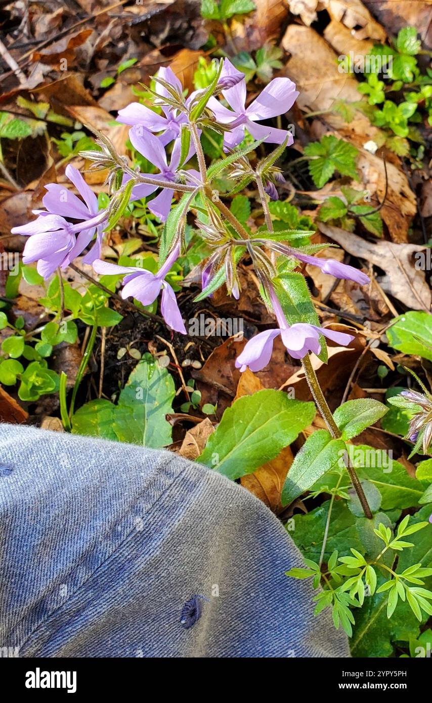 blue phlox (Phlox divaricata Stock Photo - Alamy