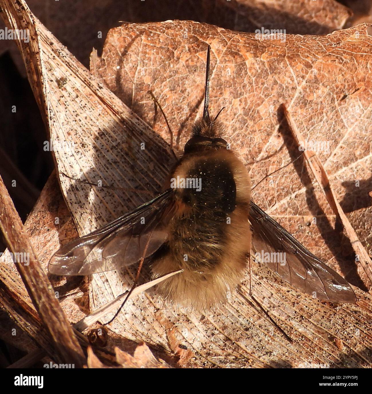 Greater Bee Fly (Bombylius major Stock Photo - Alamy