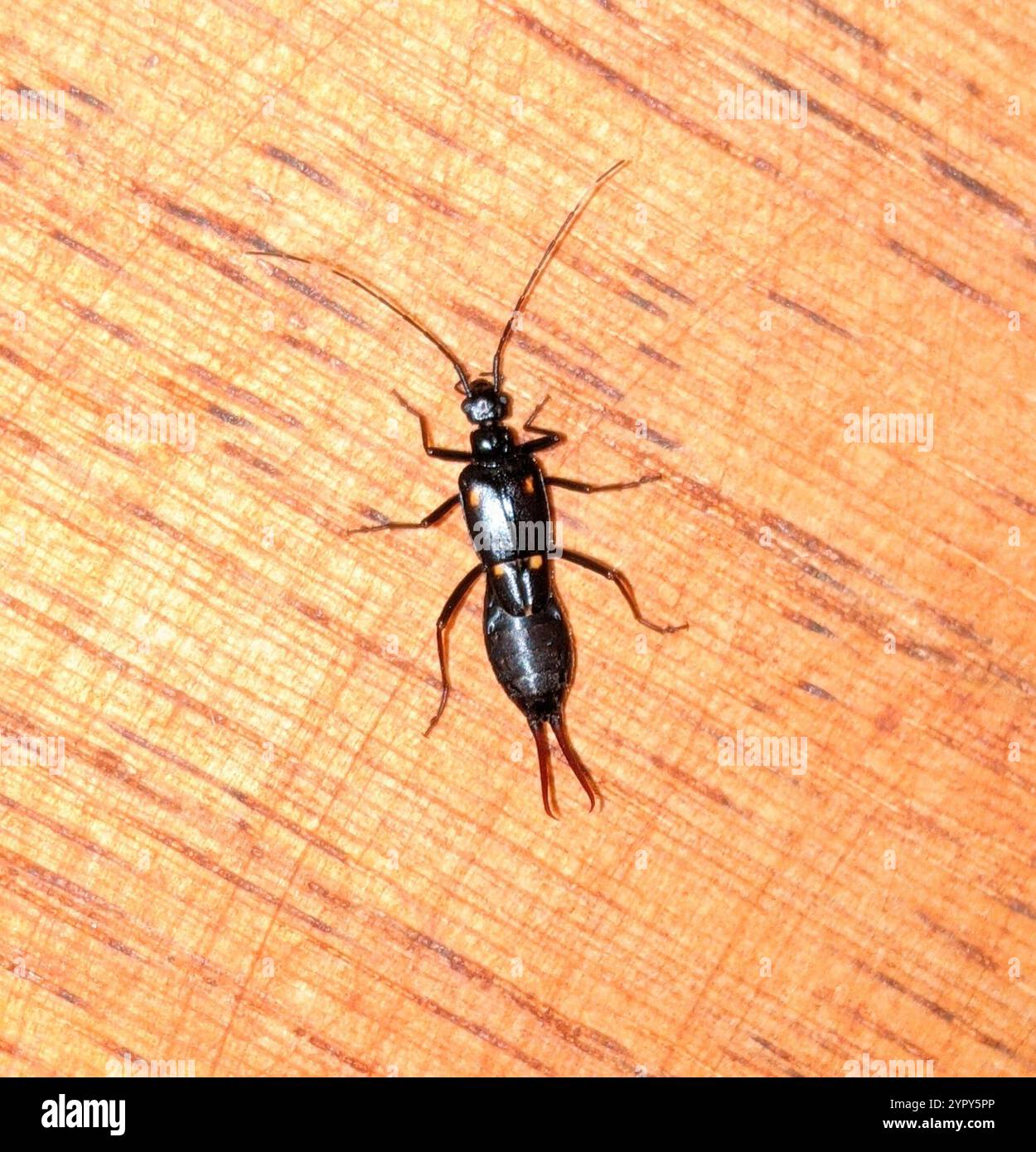 Common Earwigs (Forficulidae Stock Photo - Alamy