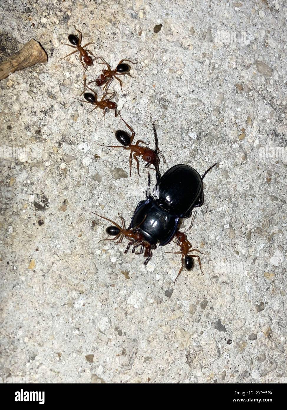 Florida Carpenter Ant (Camponotus floridanus Stock Photo - Alamy