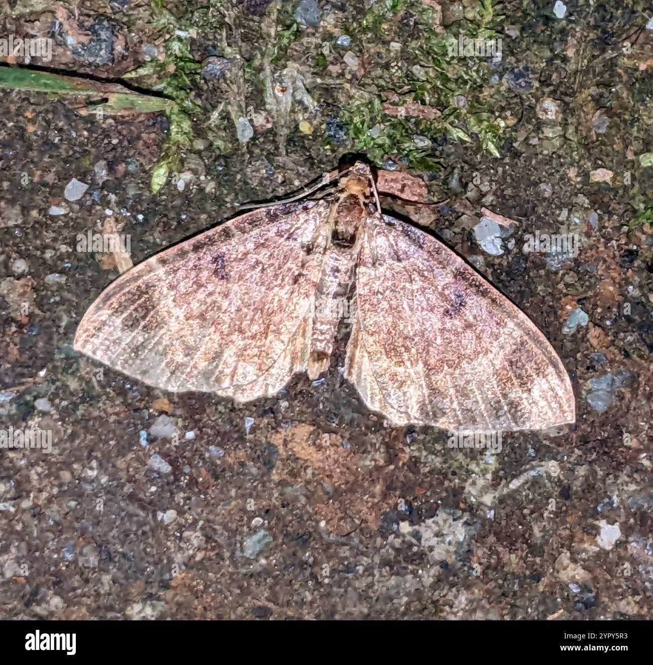 Carpet Moths (Larentiinae Stock Photo - Alamy