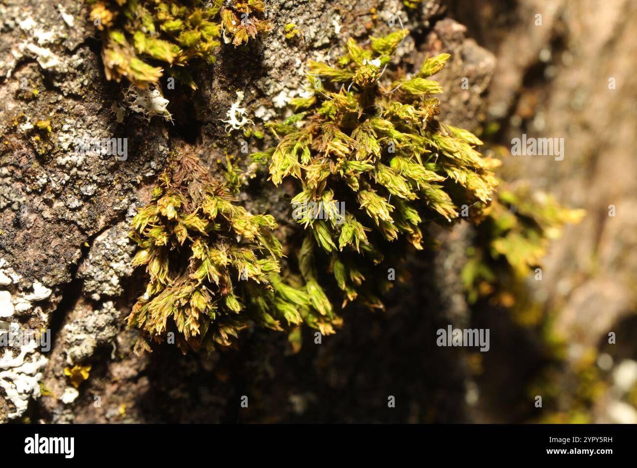 Wood Bristle-moss (Lewinskya affinis Stock Photo - Alamy
