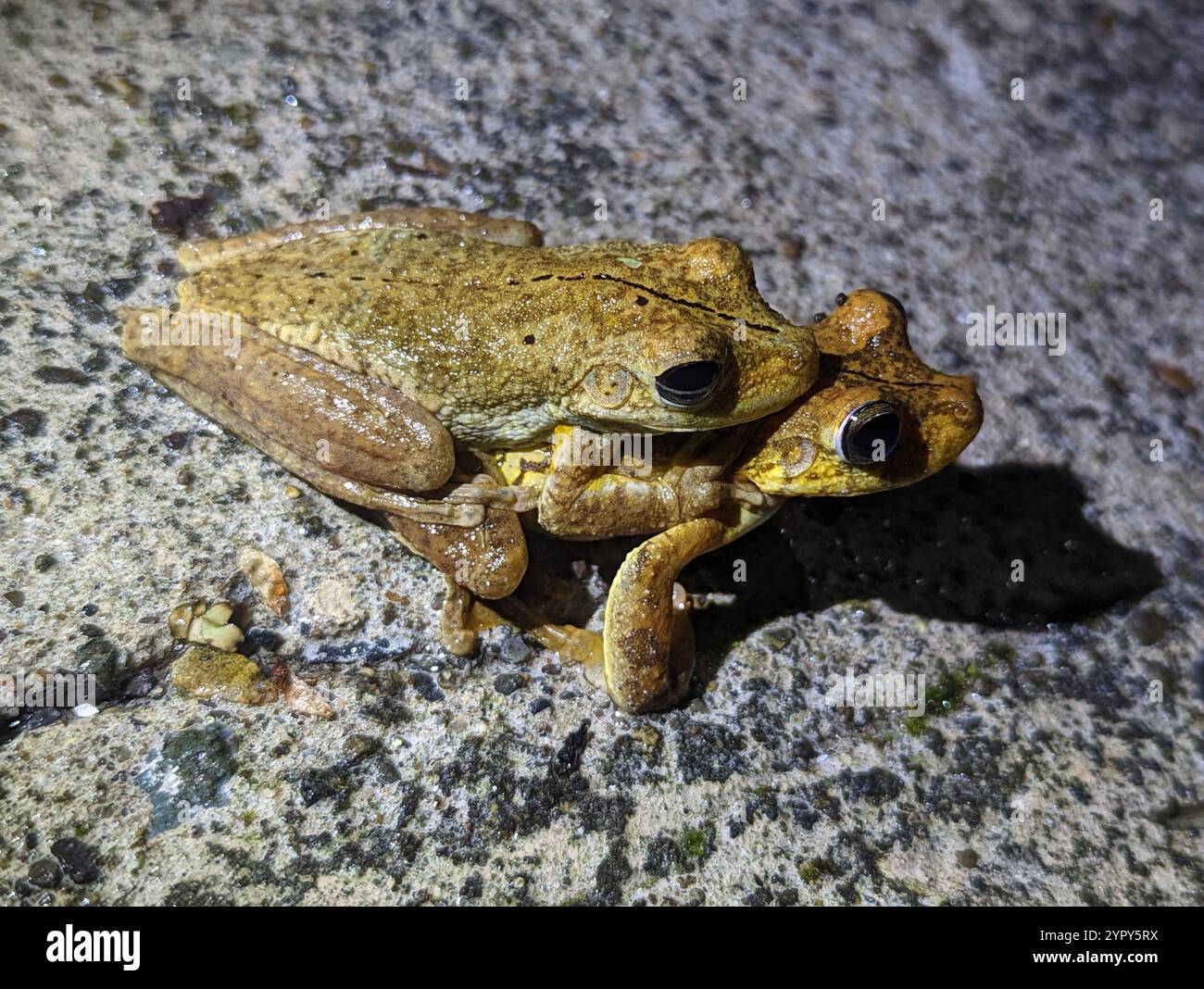 Rosenberg's Gladiator Frog (Boana rosenbergi Stock Photo - Alamy