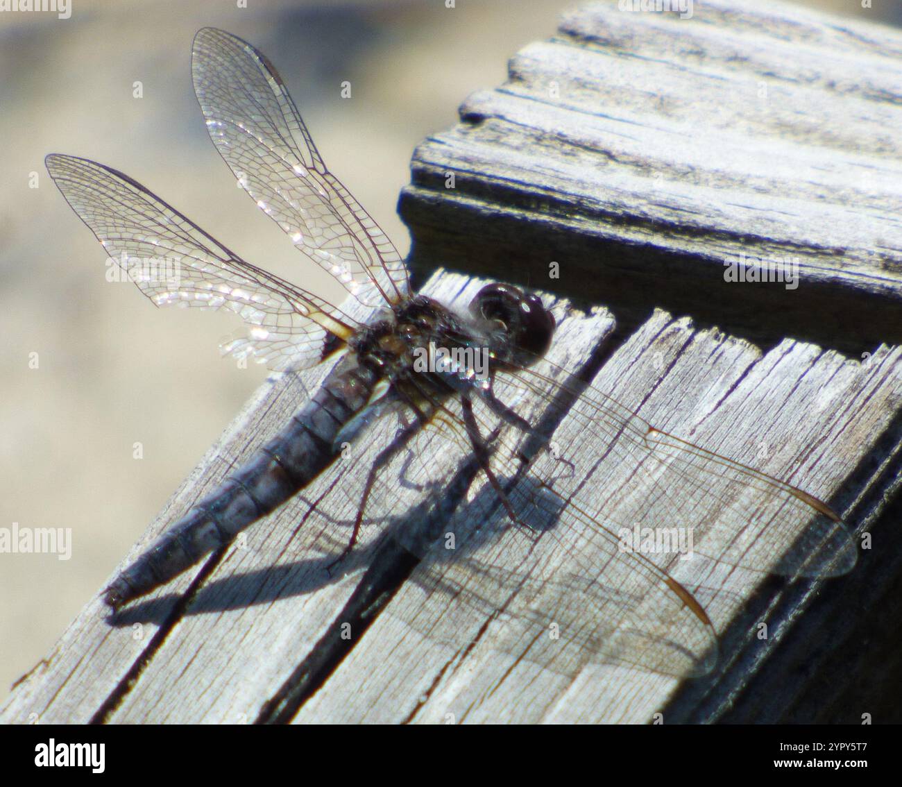 Blue Corporal (Ladona deplanata Stock Photo - Alamy