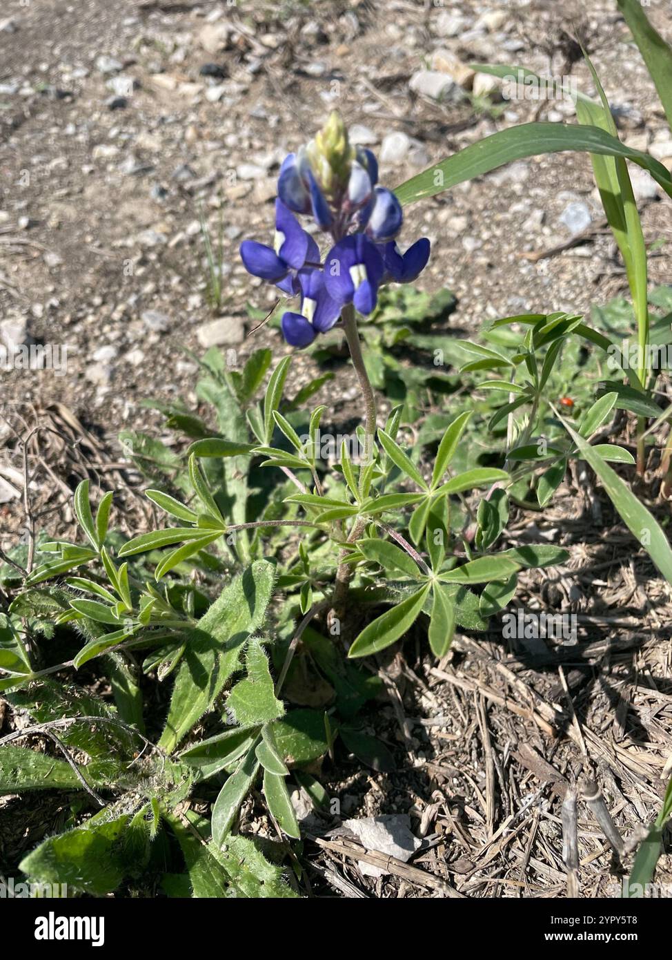 Texas bluebonnet (Lupinus texensis Stock Photo - Alamy