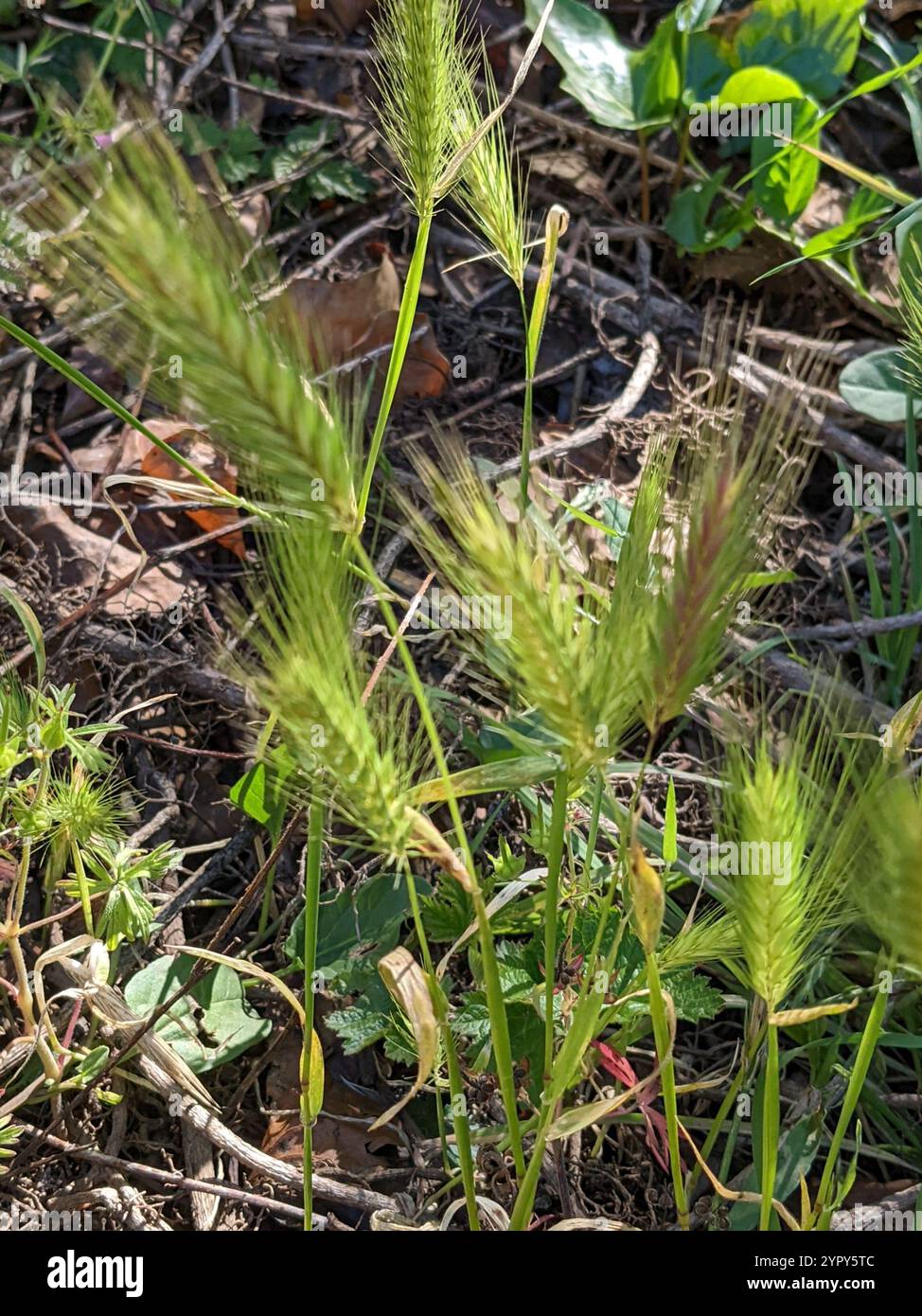 wall barley (Hordeum murinum Stock Photo - Alamy