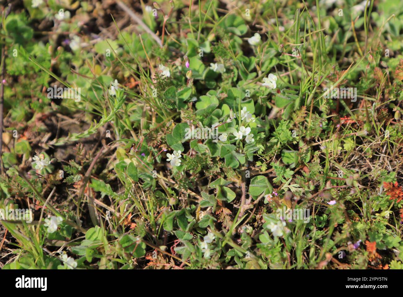 Subterranean Clover (Trifolium subterraneum Stock Photo - Alamy