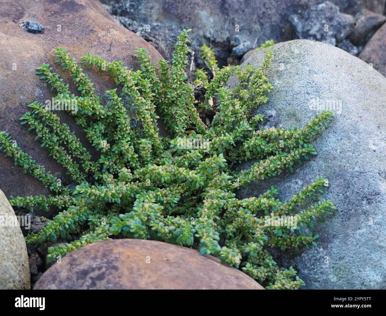 artillery plant (Pilea microphylla Stock Photo - Alamy