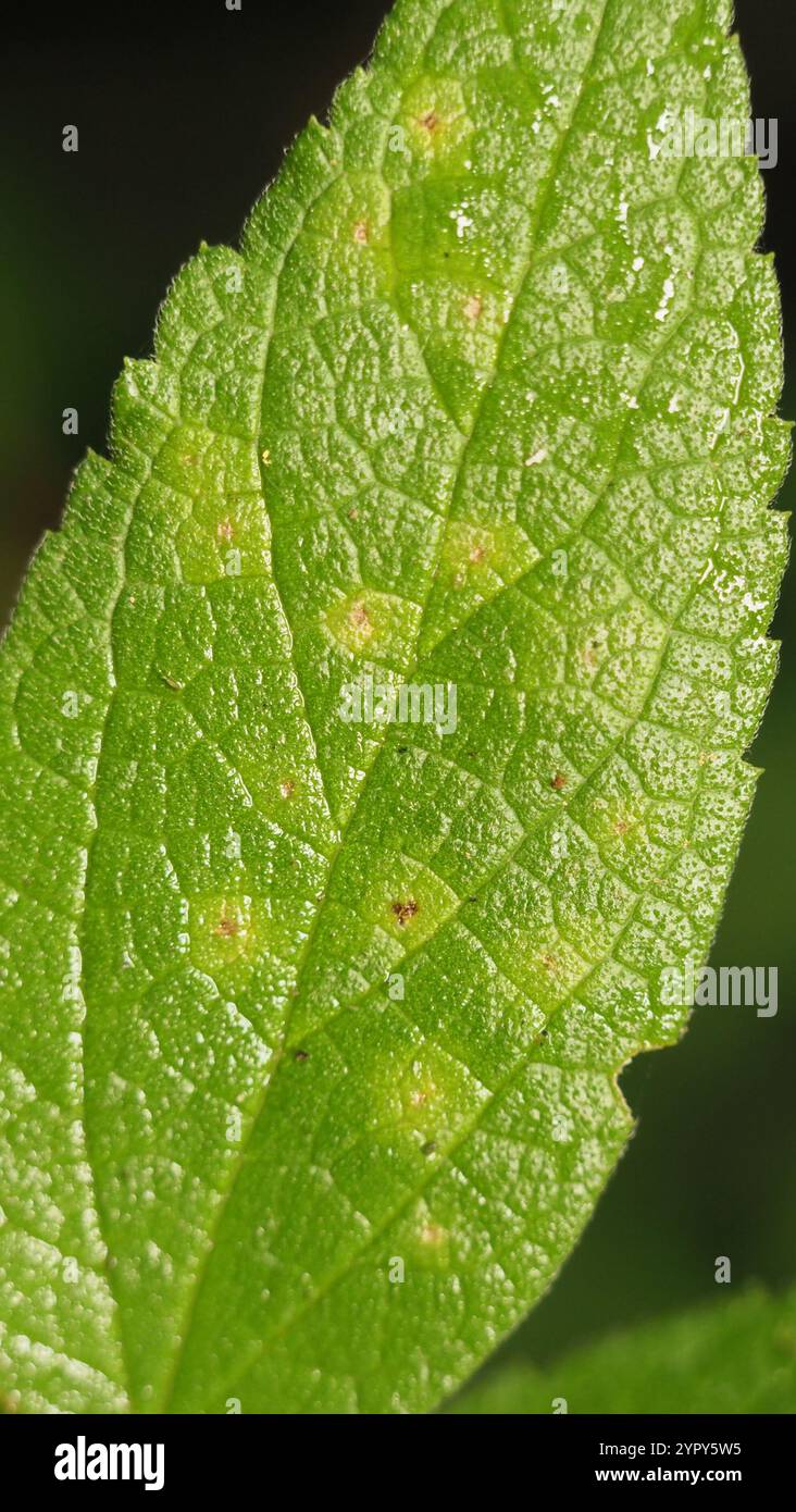 Hackberry Blister Gall Psyllid (Pachypsylla celtidisvesicula Stock ...