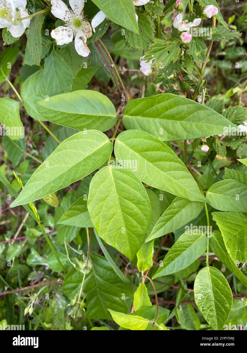 American groundnut (Apios americana Stock Photo - Alamy