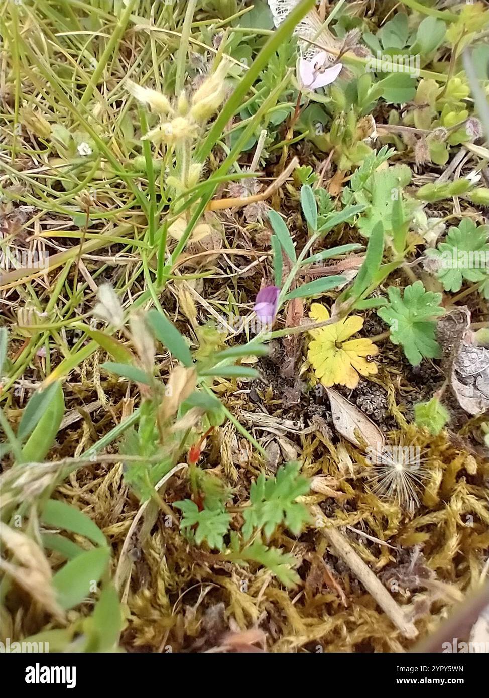 spring vetch (Vicia lathyroides Stock Photo - Alamy