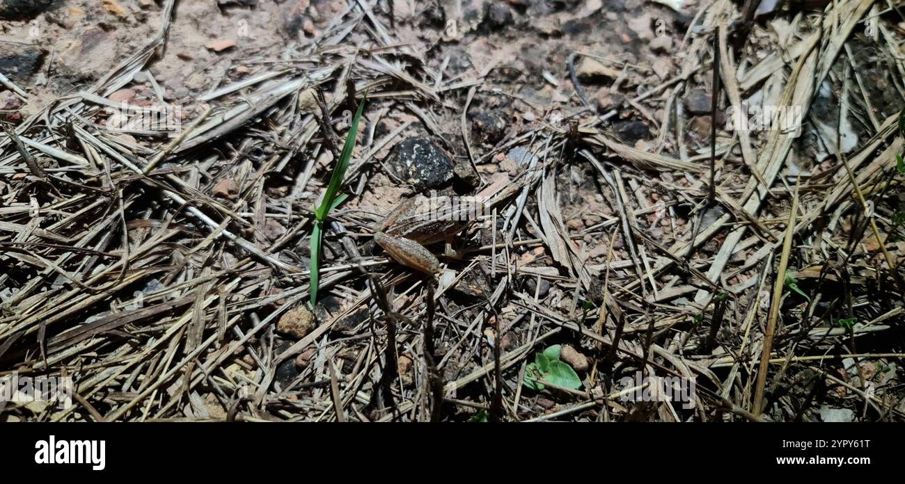 Striped Rocket Frog (Litoria nasuta Stock Photo - Alamy