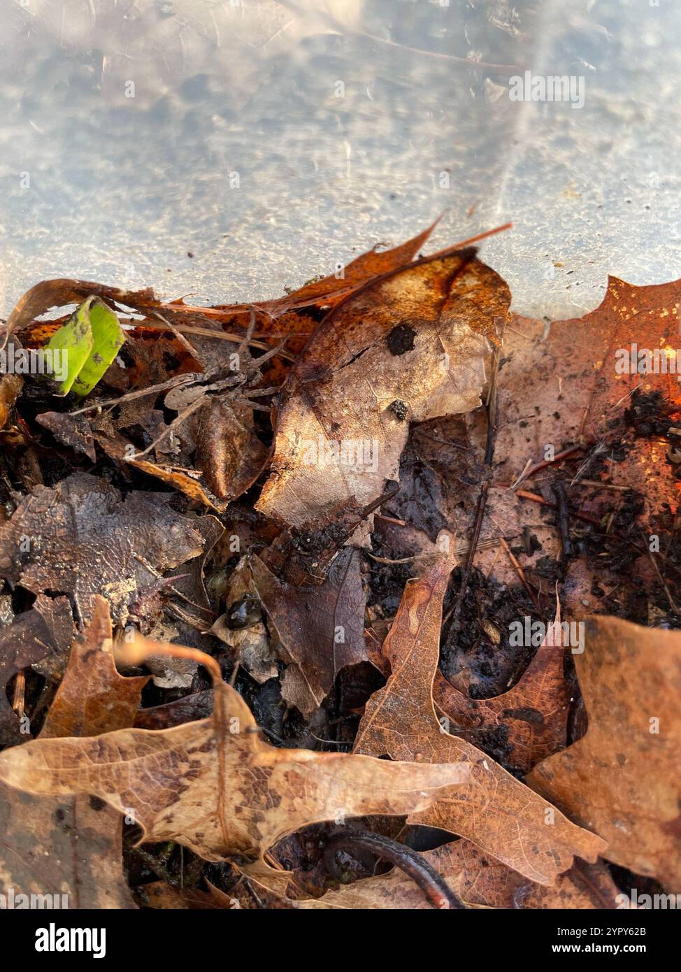 Wolf Spiders and Allies (Lycosoidea Stock Photo - Alamy