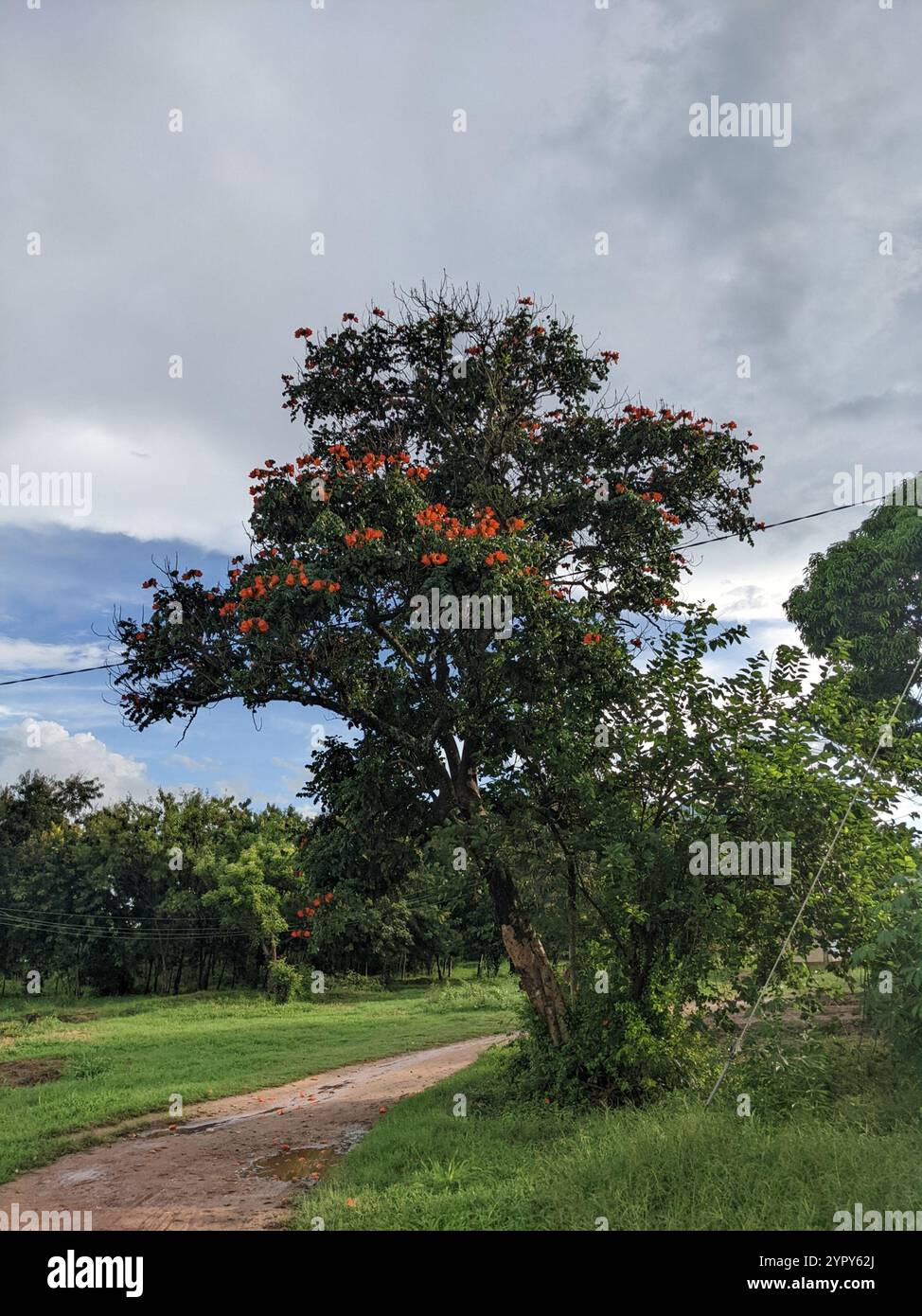 African tulip tree (Spathodea campanulata Stock Photo - Alamy